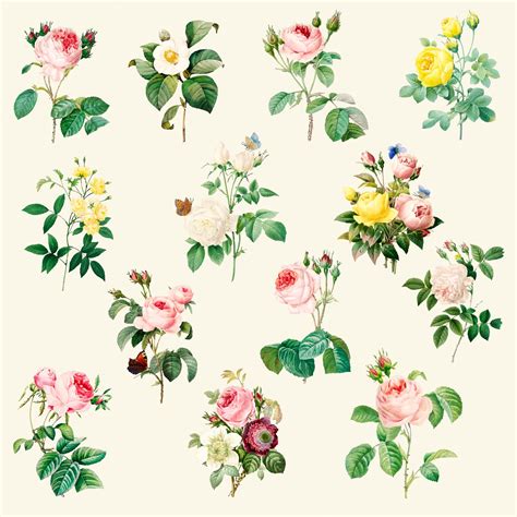 아름 다운 피 장미 세트 무료 벡터