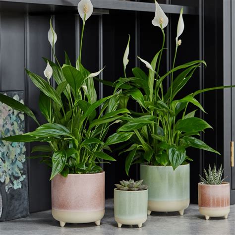 Buy Jolie Rose Reactive Glaze Ceramic Planter Delivery By Primrose