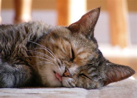 Cat Cute Cute Cats 9