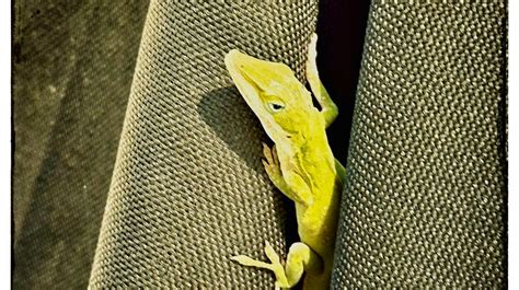 Carnivale Selah The Dorsal Crest Erection