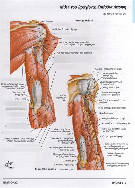 μυες του βραχιονα οπισθια αποψη Diagram Quizlet