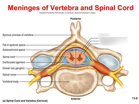 Subarachnoid Space Spinal Cord Model
