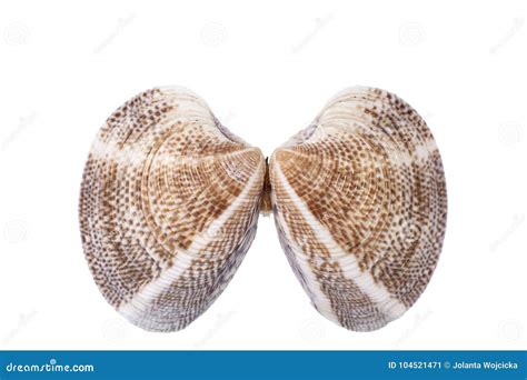 Sea Shell Of Bivalvia Isolated On White Background Stock Image Image Of Shellfish Natural