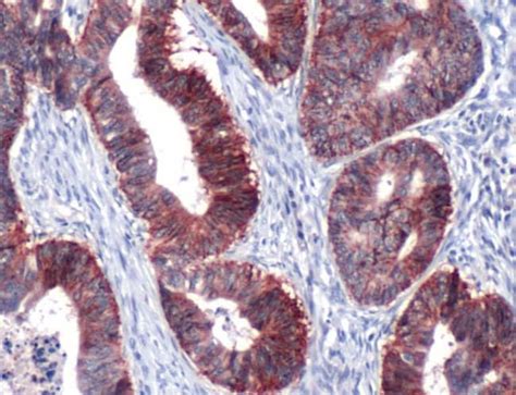 Claudin 7 Polyclonal Antibody Invitrogen™ 500 μl Unconjugated