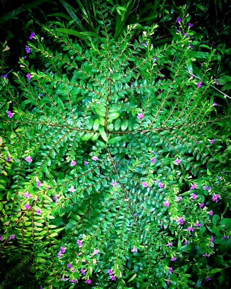 ආස හිතෙන පරිසරය ️😍🔥 Youtube