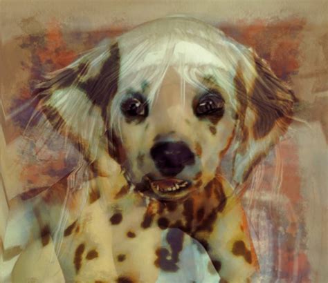 Girls In Dog Tf Or Anthro Dog Transformation By Cyberalbi On Deviantart