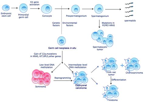 Embryonal Carcinoma Cells