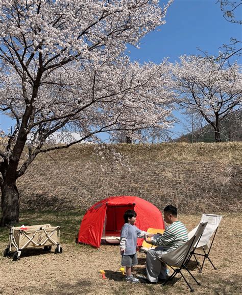 지혜🤍ㅣ아기랑여행ㅣ캠핑 ︎ 올해도 벚꽃캠프닉🌸 날씨도 벚꽃도 너무 좋았다 벚꽃캠핑 Instagram
