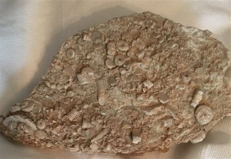 Crinoids Fossils In The Rocks