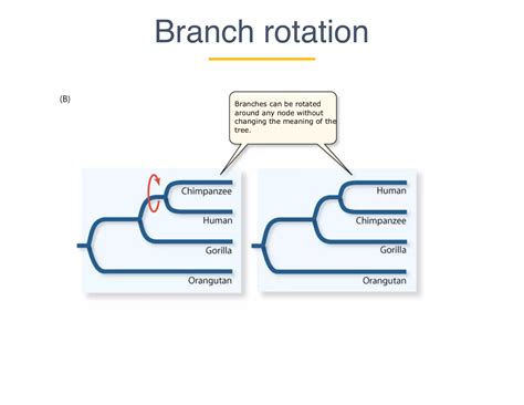 Microbial Diversity Part 2 Reading Phylogenetic Trees Ppt