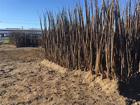 კაკლის ნერგები Kaklis Nergebi სანერგე ვალტრი თურქეთი