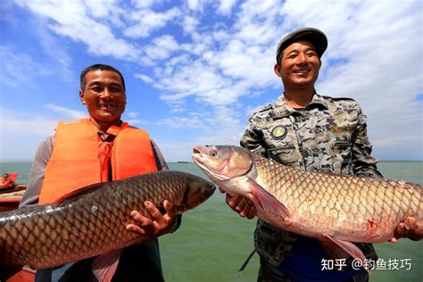 鱼类的摄食方式有哪些？钓鱼必修课之了解鱼类的主要摄食方式 知乎