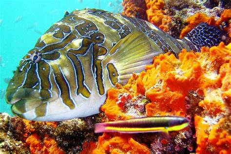 Must See Galapagos Fish Snorkelers Guide