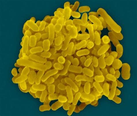 Corynebacterium Striatum Antibiotic Coverage