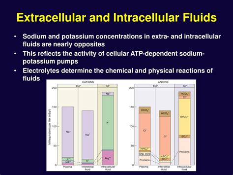 Extracellular Fluid