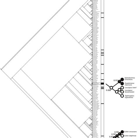 Maximum‐likelihood Markov Model Mkl Of Ancestral State Download Scientific Diagram