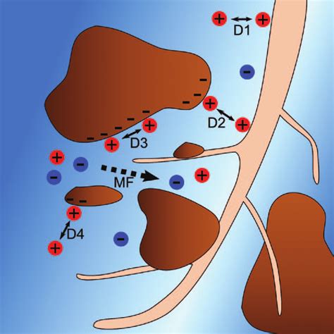Nutrients Arrive At The Root Surface Where They Are Absorbed Through Download Scientific