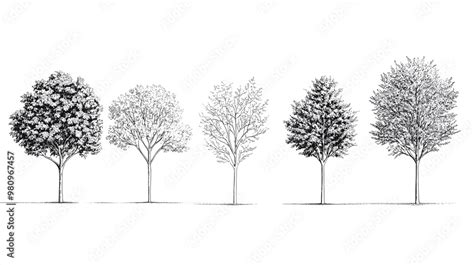 Architectural Drawings Minimal Style Cad Tree Line Drawing Side View Set Of Graphics Trees