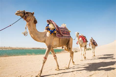 카이로에서 샌드보딩과 낙타 타기가 포함된 4x4 사막 사파리 클룩 Klook 한국