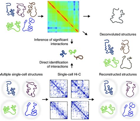 Ensemble And Single Cell Hi C Computational Methods Top A Population Download Scientific