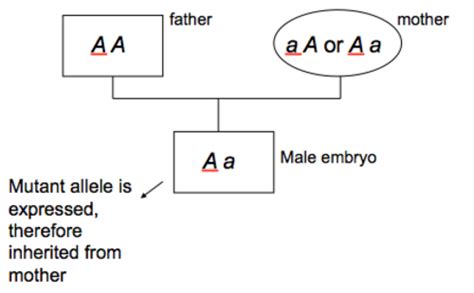 Genetics Ch 4 Flashcards Quizlet
