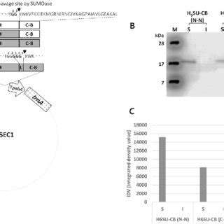 Construction Of Expression Vector A Schematic Diagram Of Expression Download Scientific