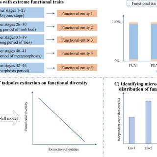 General Framework Of The Present Study A Defining Functional Entities