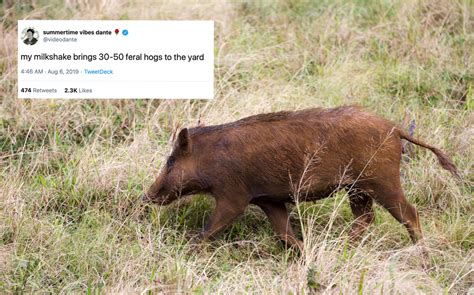 okay why has the internet completely lost its damn mind about ‘30 50 feral hogs