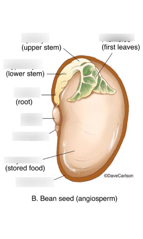 Seed Structure Diagram Quizlet