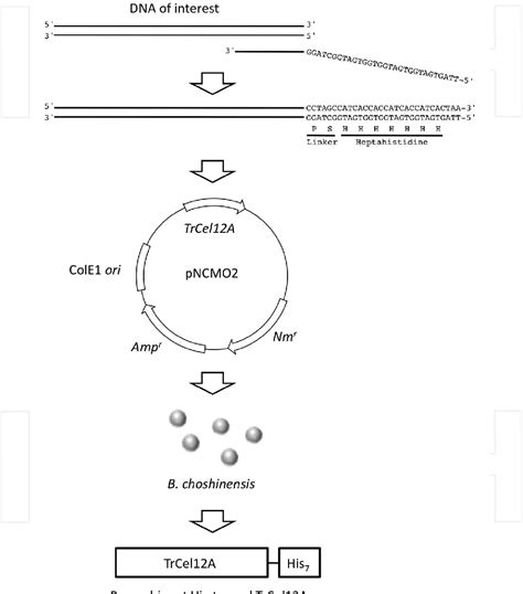 Table 1 From Polyhistidine Affinity Chromatography For Purification And
