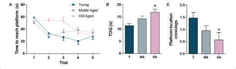 Evaluation Of Age Dependent Decline In Short Term Memory In The F344 Download Scientific