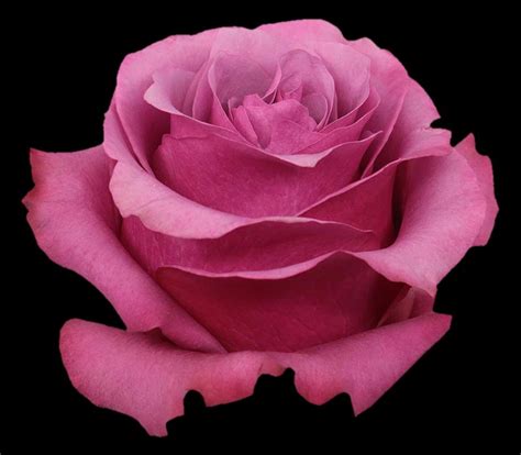 Colombian Roses Caloundra Florist Sunshine Coast