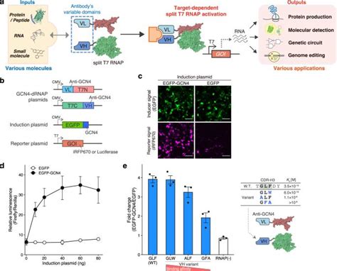 Pavel Chubukov On Linkedin Target Dependent Rna Polymerase As Universal Platform For Gene