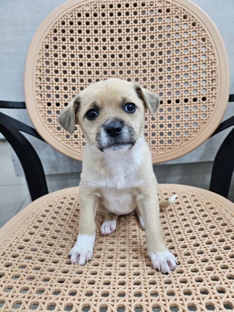 믹스견애플 강아지책임분양 컴투펫케어센터