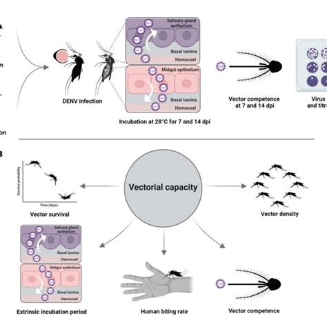 Experimental Workflow A Vectorial Capacity Parameters B