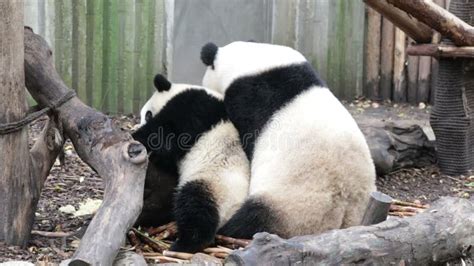 Precious Moment Of Mother Panda And Her Cubbies Stock Video Video Of