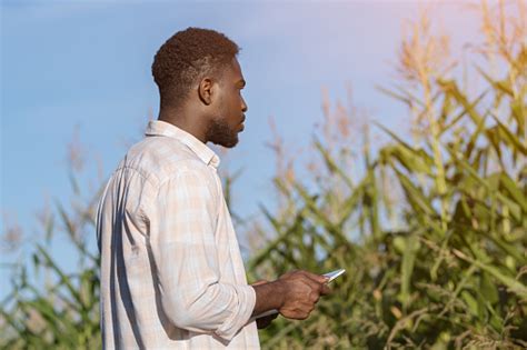 아프리카 계 미국인 농부가 옥수수 밭에서 태블릿에 대한 정보를 입력합니다 농부에 대한 스톡 사진 및 기타 이미지 농부 태블릿 들 Istock