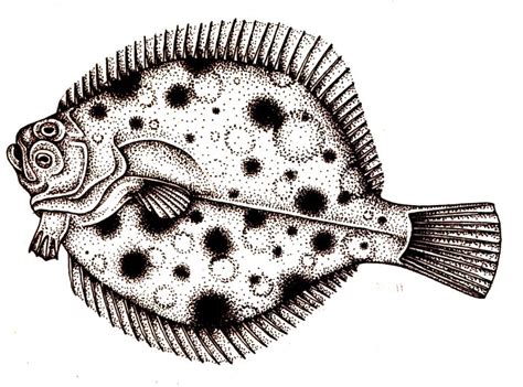 Adult Turbot Scophthalmus Maximus Lizzie Harper