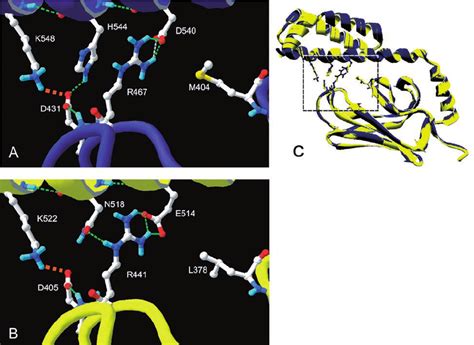 Putative Differences Between The Substrate Binding Domains Of The Download Scientific Diagram