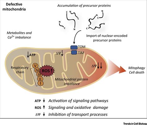 Mitochondrial Protein Atlas At Summer Edden Blog