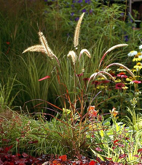 Pruning Ornamental Grasses Why When And How Moowy