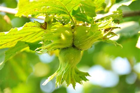 Орехи Какой орех посадить на даче