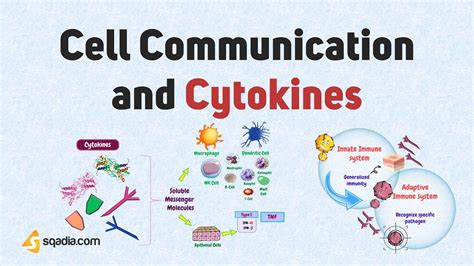 Cell Communication And Cytokines Basic Immunology Introduction Youtube