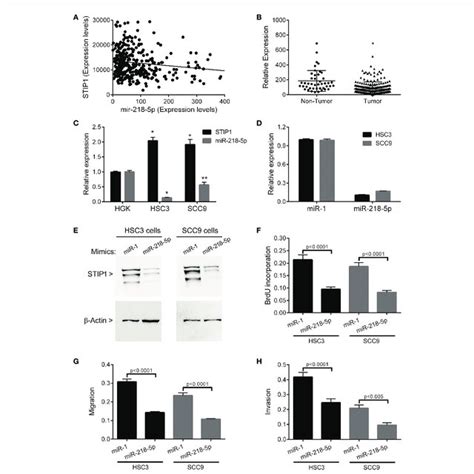 Stip1 And Mir 218 5p In Oscc A Expression Of Stip1 Is Inversely