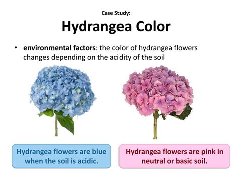 Hw Ip Genes X Environment Ppt Download