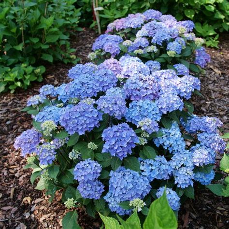 Lets Dance Lovable® Bigleaf Hydrangea Hydrangea Macrophylla Proven Winners Lets Dance Lovable® Bigleaf Hydrangea Hydrangea Macrophylla Proven Winners
