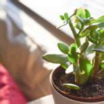 Arugula Bolting What Causes It