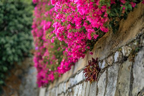 프랑스 남부의 빌프랑슈 쉬르 메르의 벽에 피는 부겐빌레아 꽃 0명에 대한 스톡 사진 및 기타 이미지 0명 개화기 경관 Istock