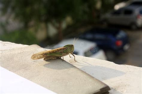 Oriental Migratory Locust Locusta Migratoria Manilensis Enjoying Morning Sun Pix Sanjiv Oriental Migratory Locust Locusta Migratoria Manilensis Enjoying Morning Sun Pix Sanjiv