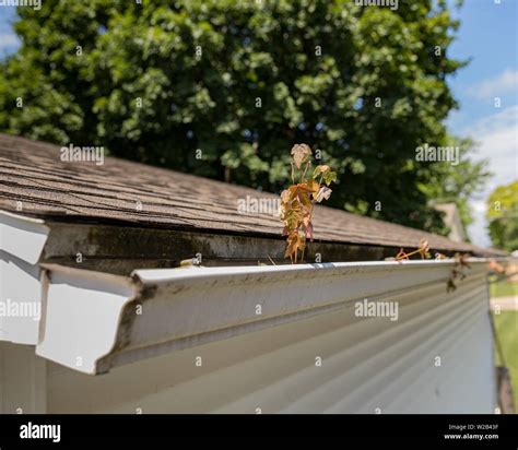 House Gutter Clogged With Tree Leaves Sticks And Debris Tree Sapling Growing In The Mold And